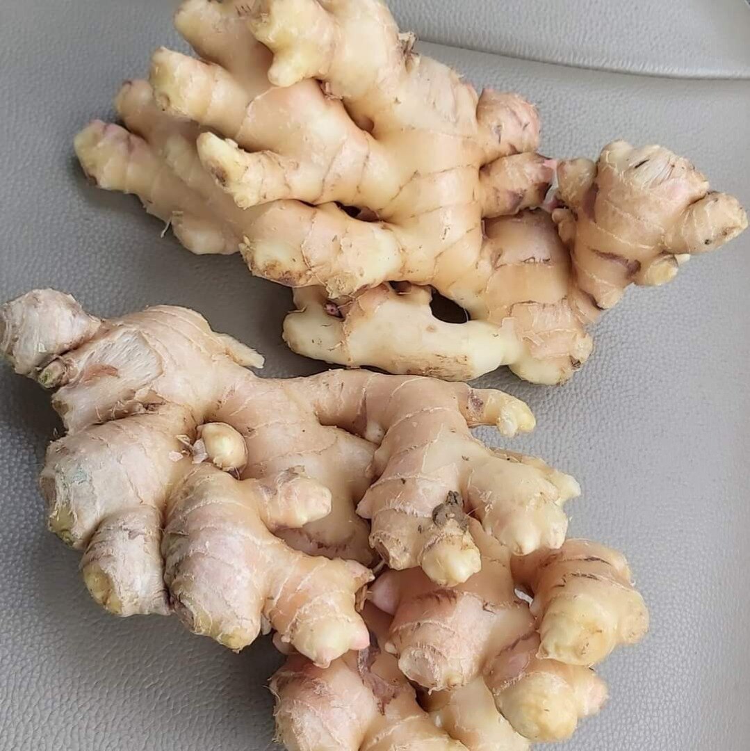 KOHINOOR GINGER TRADERS in HASSAN