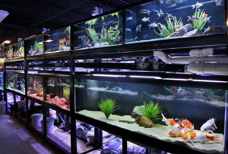 AQUARIUM PETS MALL In Pune India aquarium-pets-mall-in-pune-india
